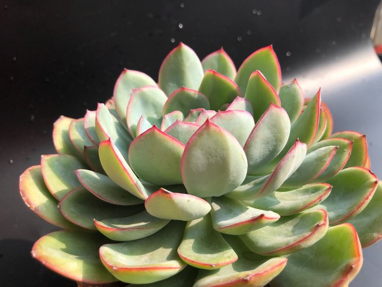 晨露（朝露）：景天科拟石莲属的多肉植物 | 我爱多肉网